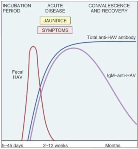 Viral Hepatitis Path Flashcards Quizlet