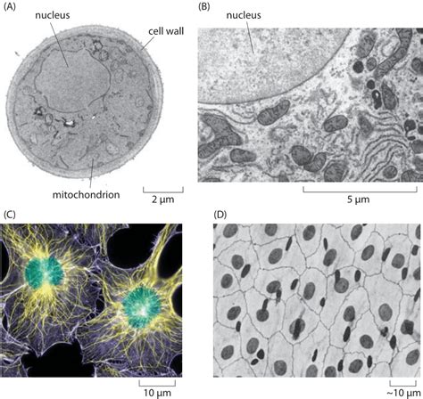 Plant Cells Microscope Nucleus
