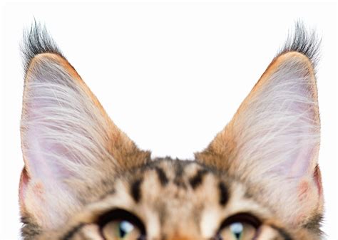 Cats Hair Tips