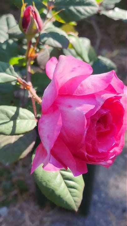 내 코를 훔쳐간 마담 드 스타엘 장미 Youtube