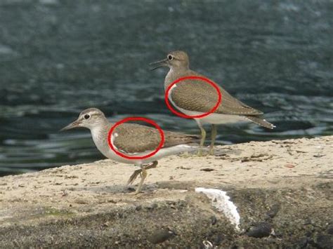 イソシギの幼鳥と成鳥 京都洛西の野鳥 Diastataxy