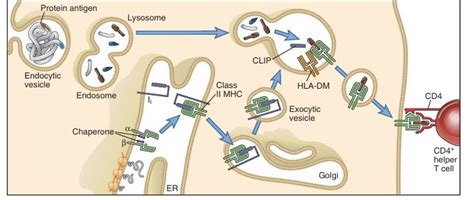 Difference Between Class I And Class Ii Mhc Molecule And The Endocytic Pathway For Antigen