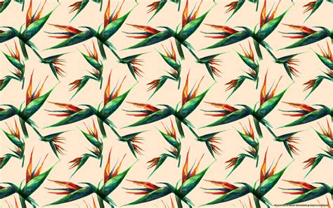 Bird Of Paradise Wallpaper 60 Images