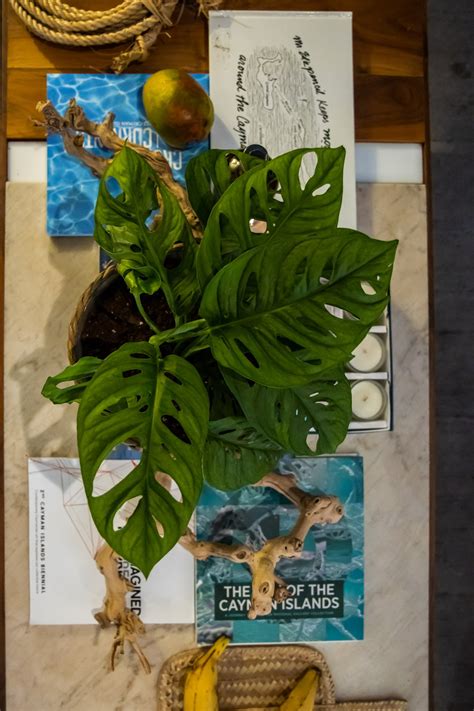 A Cayman Islands Inspired Dinner Babe Miss Party