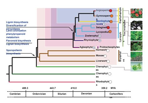 Pin On Phylogenetic Tree