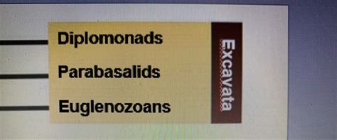 Biology Chapter Protists Flashcards Quizlet