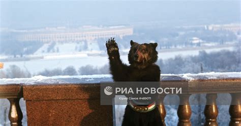 Медведь РИА Новости Медиабанк