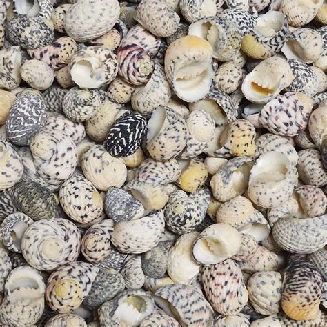Assorted Nerite Shells 1 2 1 Zigzag Multi Colored Pale Craft Seashells Etsy