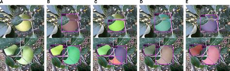 Frontiers Apple Detection And Instance Segmentation In Natural