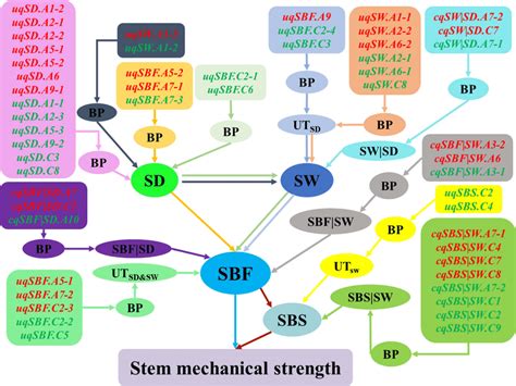 The Genetic Regulatory Network For Sms Based On Comparing Unconditional Download Scientific