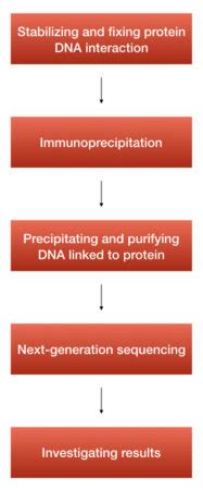 The Concept Of ChIP Seq ChIP Sequencing Explained Genetic Education