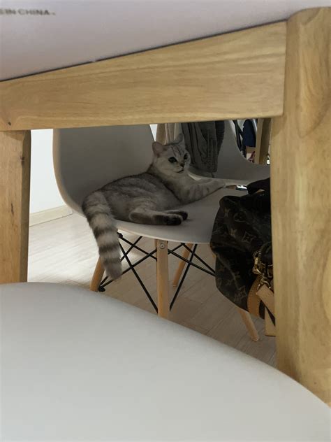 Css Table Style표 스타일