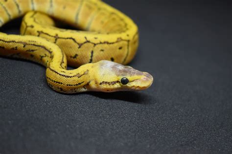Lemon Blast Ball Python Morph Guide And Breeding Tips Ball Python Breeder Uk