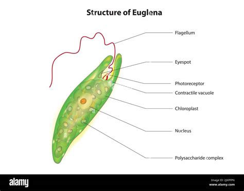 Flagellate Diagram