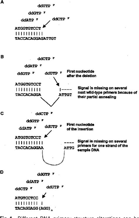 Figure 1 From Unravelling Genetic Data By Arrayed Primer Extension Semantic Scholar