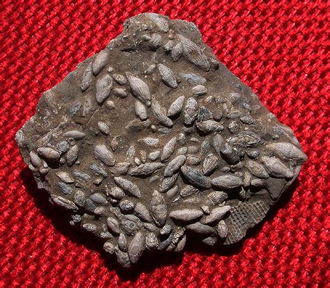 Kansas Pennsylvanian Fusulinids Of Mysterious Geologic Derivation