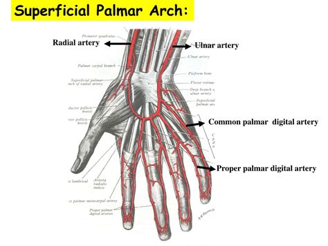 Ppt Major Arteries Of Upper Limb Powerpoint Presentation Free