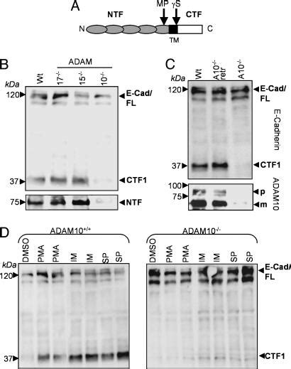 Adam10 Mediates E Cadherin Shedding And Regulates Epithelial Cell Cell Adhesion Migration And