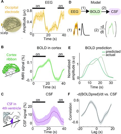 the temporal sequence of simultaneously measured neural hemodynamic