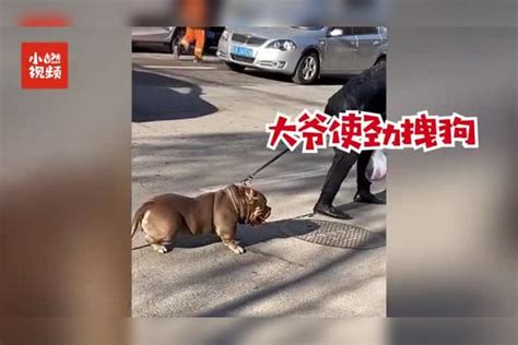 大爷牵狗过马路狗耍赖不走，拼命拖拽狗子依旧稳如泰山，网友笑喷马路大爷网友