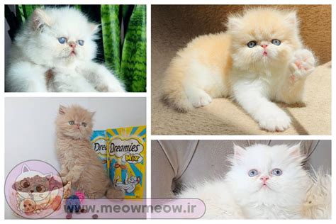 گربه پرشین عروسکی پشمالو ، معرفی و اصول نگهداری مرکز خرید و فروش گربه