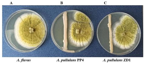 Table 1 From Biological Control Of Aspergillus Flavus By The Yeast Aureobasidium Pullulans In