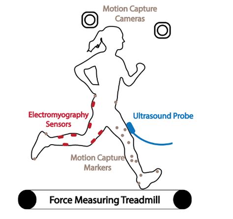 Locomotion In Deformable And Dissipative Terrain Physiology Of Wearable Robotics Lab
