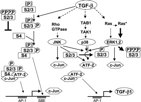 Integration Of Signaling From Smad Abbreviated As S And Map Kinase Download Scientific
