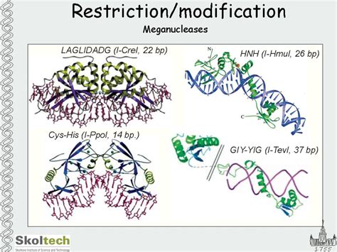 Msu And Skol Tech Restriction Modification Restriction Modification Restriction Endonucleases