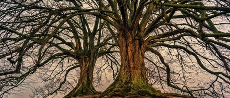 Tree Data Structure With Java