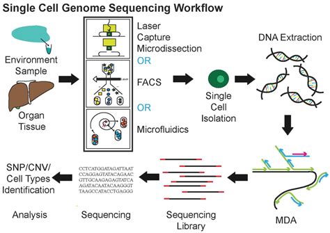 Single Cell Amplified Genomes Temperton Lab
