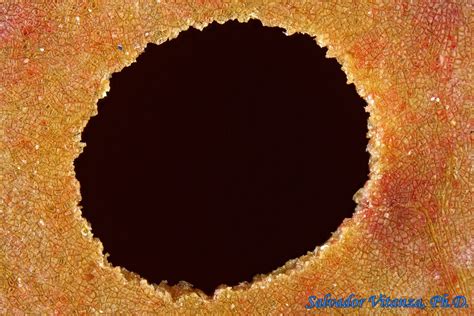 Hymenoptera Cynipidae Atrusca Aggregata Gall Wasps Gall I Urban Programs El Paso County