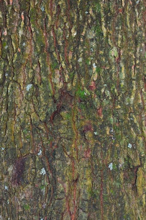 Texture Trunk Tree Free Photo On Pixabay Pixabay Texture Trunk Tree Free Photo On Pixabay Pixabay
