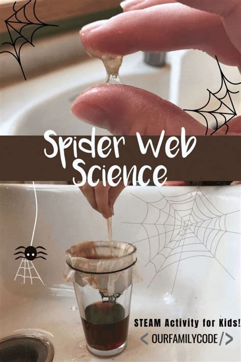Spider Web Science Steam Activities Spider Activities Spider Web