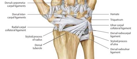 Wrist And Hand Anatomy Ligaments Flashcards Quizlet