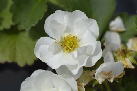 Strawberry Summer Breeze Snow Stock Image Image Of Nature Flower
