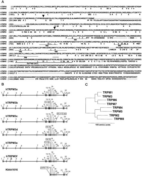Human Trpm3 A Sequence Comparisons Of Human Trpm3 With Trpm1