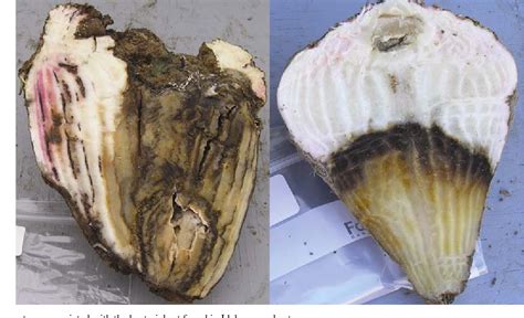 Figure 1 From Bacteria And Yeast Associated With Sugar Beet Root Rot At Harvest In The