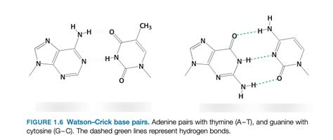 Base Pairs Diagram Quizlet