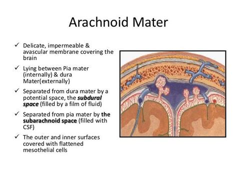 Pictures Of Arachnoid Membrane