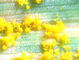 Lawn Rust How To Identify Treat And Prevent Rust On Grass Lawn Rust How To Identify Treat And Prevent Rust On Grass