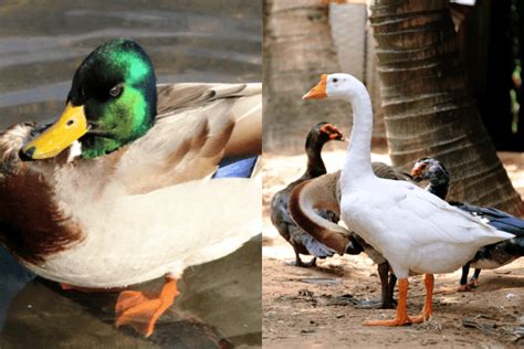 What S The Difference Between A Duck And A Goose