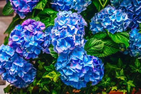 Flores Azules Florecientes De La Hortensia Con Las Hojas Verdes Flores Rom Nticas Hermosas Para