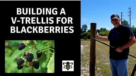 Building A Backyard Blackberry Raspberry Trellis Youtube