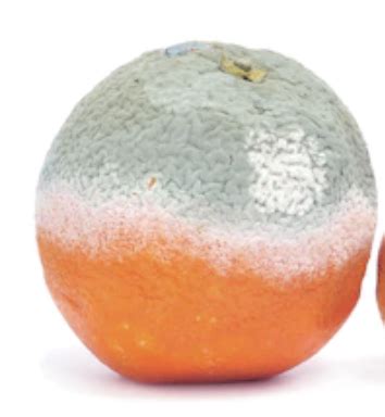 Fresh Or Rotten Object Detection Dataset By Aifac