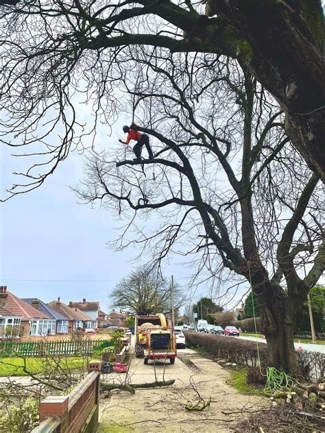 Tree Surveys Grimsby Cleethorpes Hall Trees Ltd