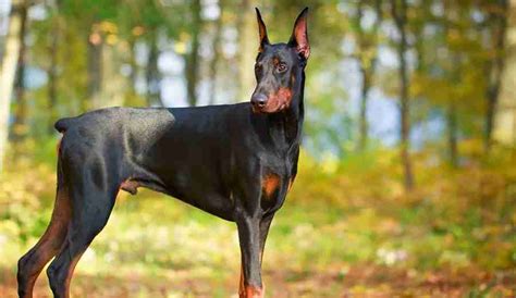 Doberman Feeding Guide Australia Hypro Premium