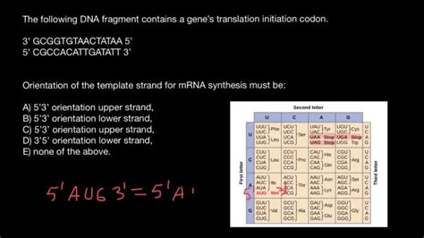 Nikolays Genetics Lessons On Linkedin Which Strand Is Template And Which Is Coding