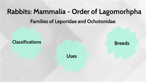 Rabbit Breeds And Classifications By Ryleigh Libell On Prezi
