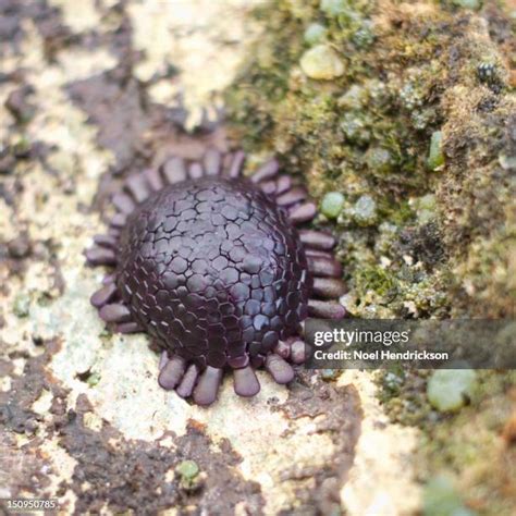 Sea Urchin Hawaii Photos And Premium High Res Pictures Getty Images